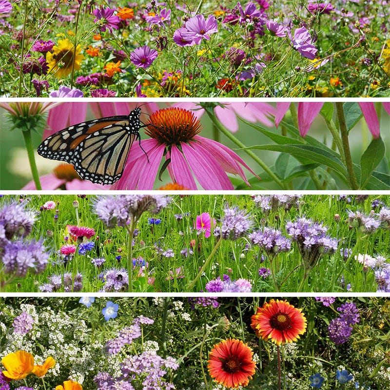 Buzz & Flutter Pollinator Wildflower Seed Collection | American Meadows