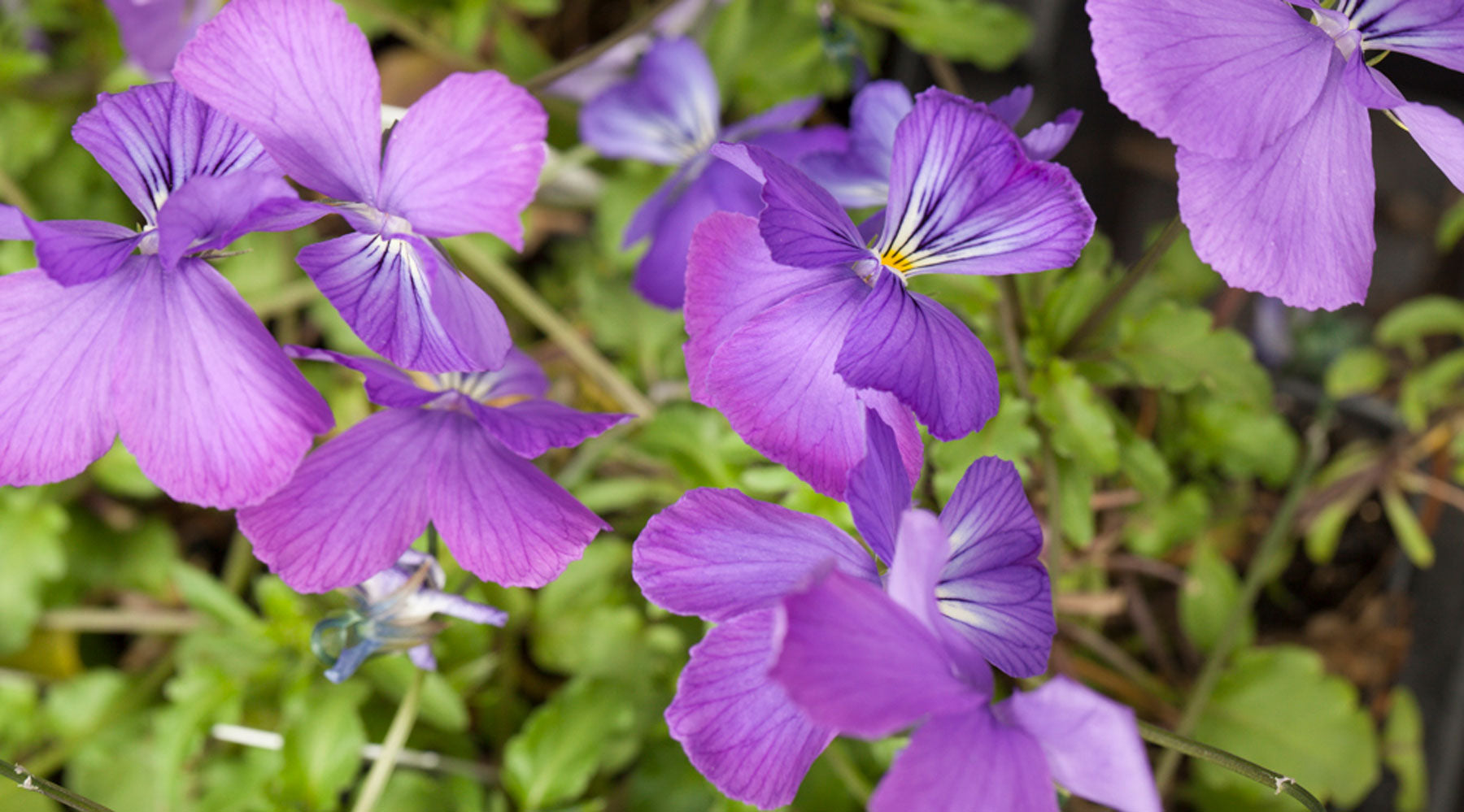 Rhode Island Native Plants, State Flower & State Bird | American Meadows