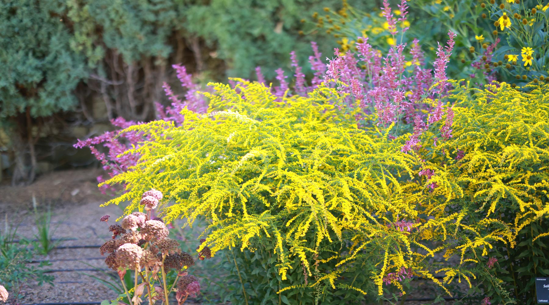 Nebraska Native Plants, State Flower & State Bird | American Meadows