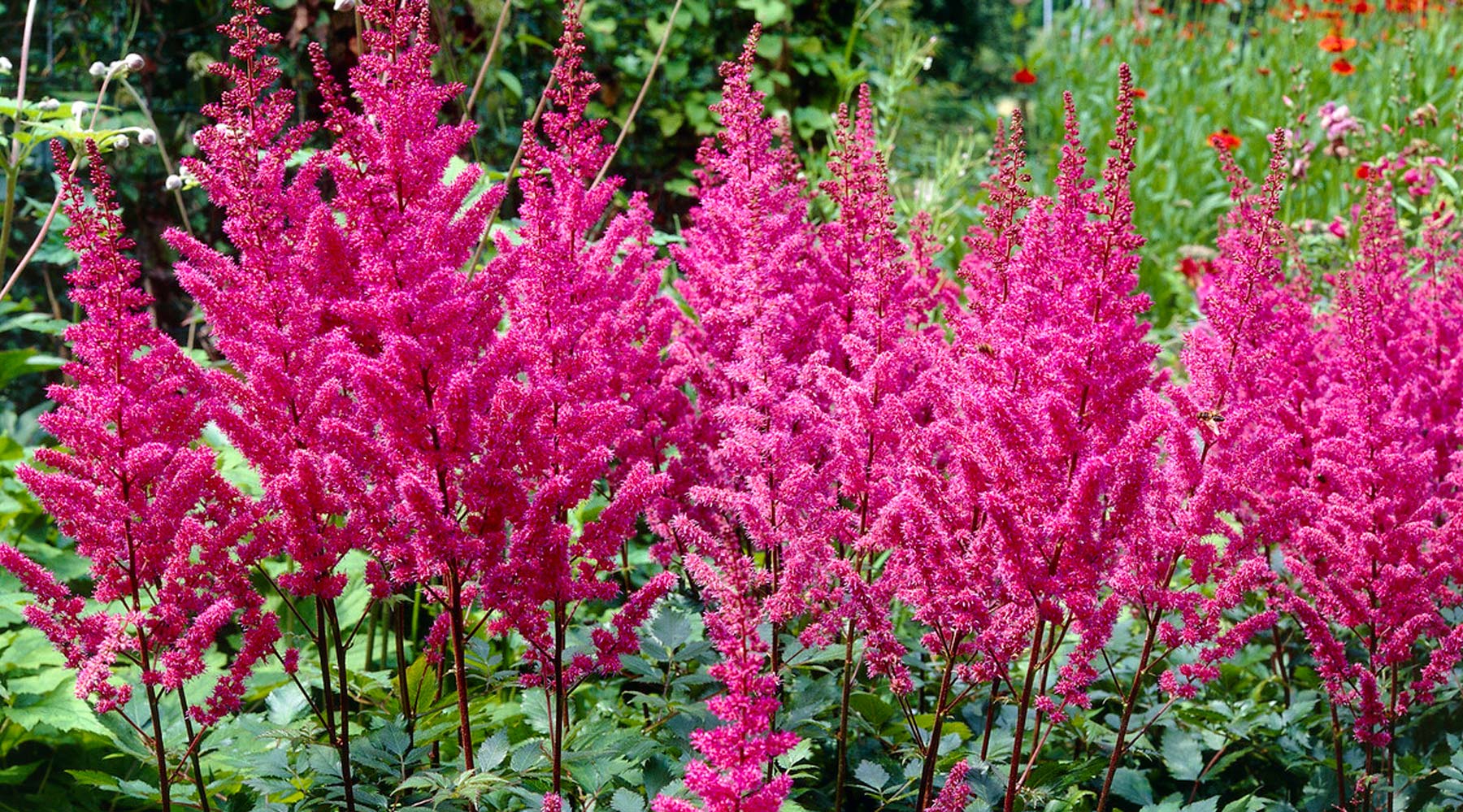 How to Grow Astilbe
