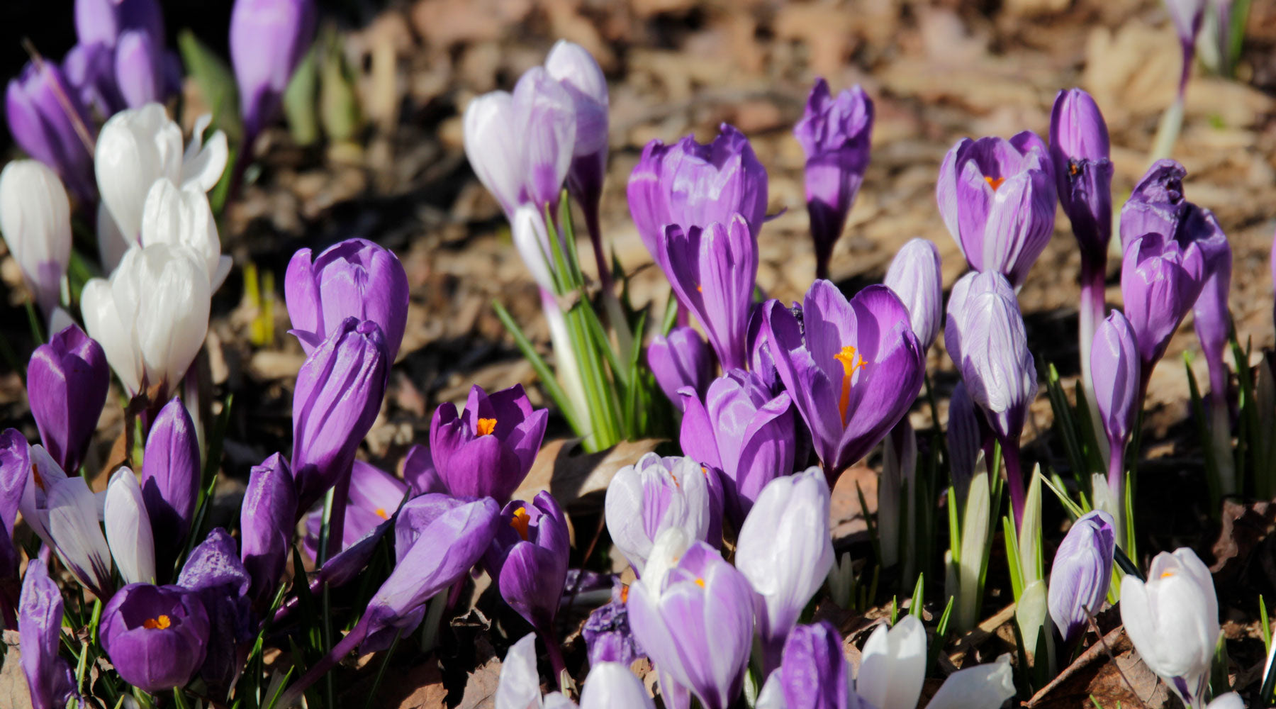 Crocus vs. Colchicum: Two Unique Bulbs for Autumn | American Meadows