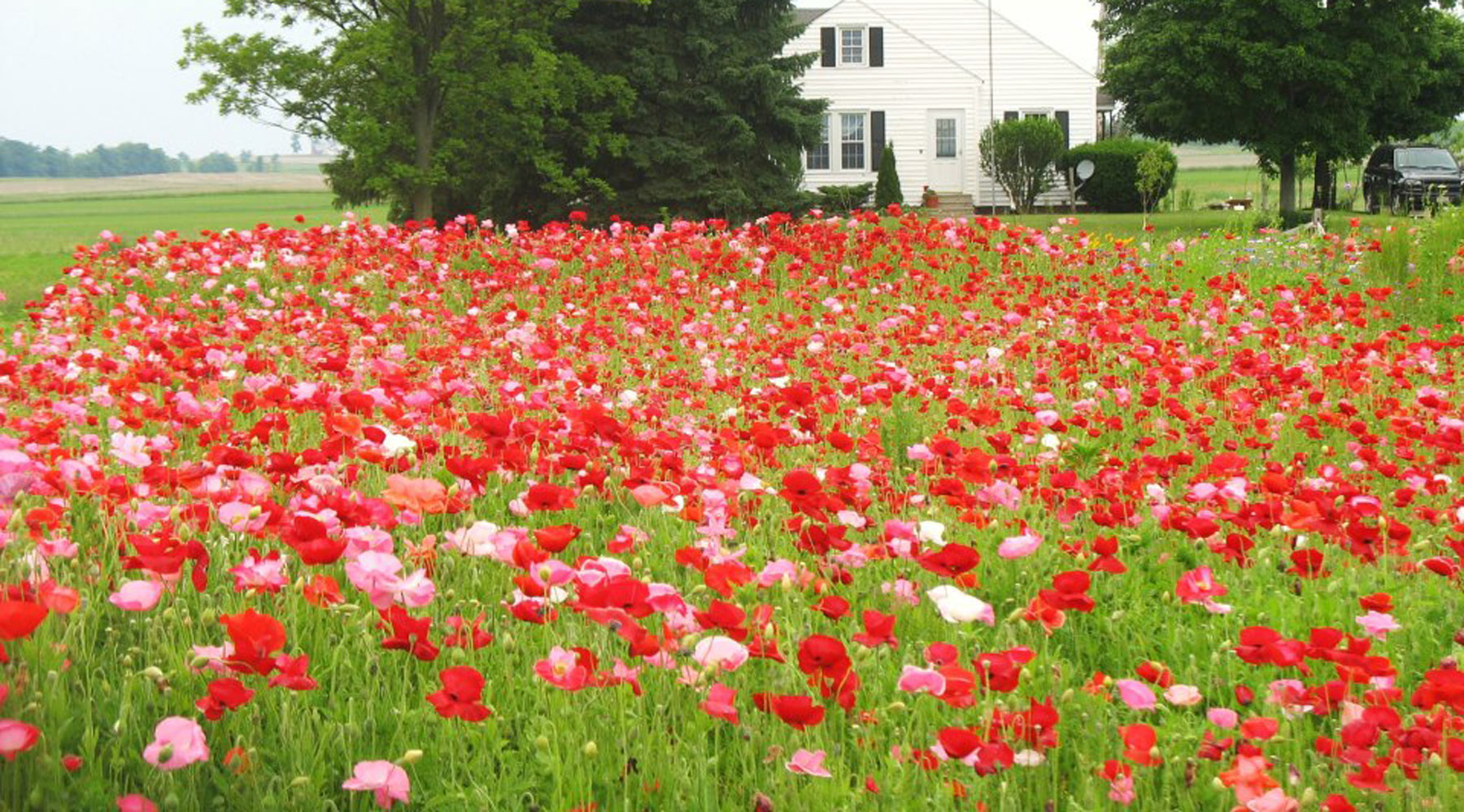 The Red Poppy
