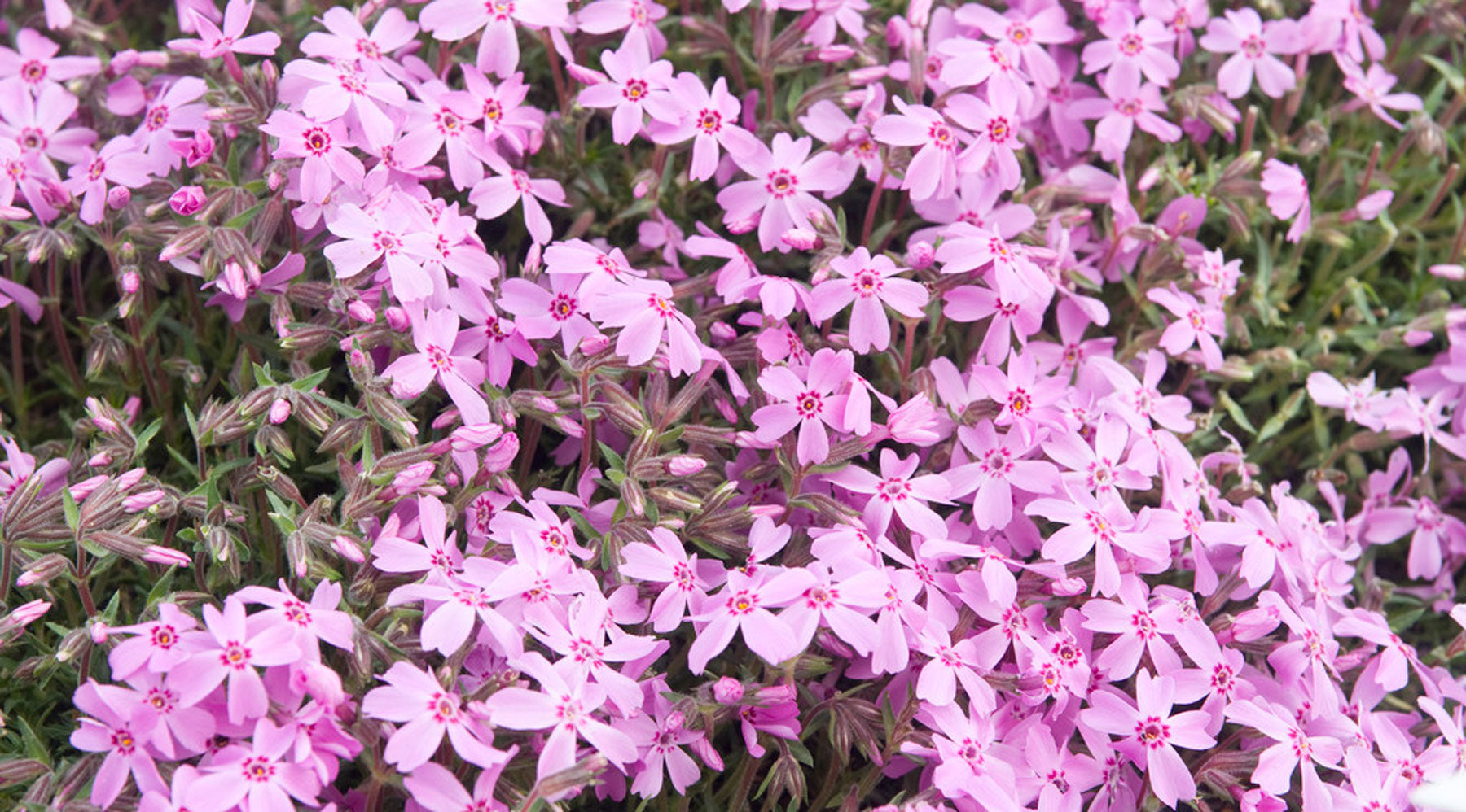 Connecticut Native Plants, State Flower & State Bird