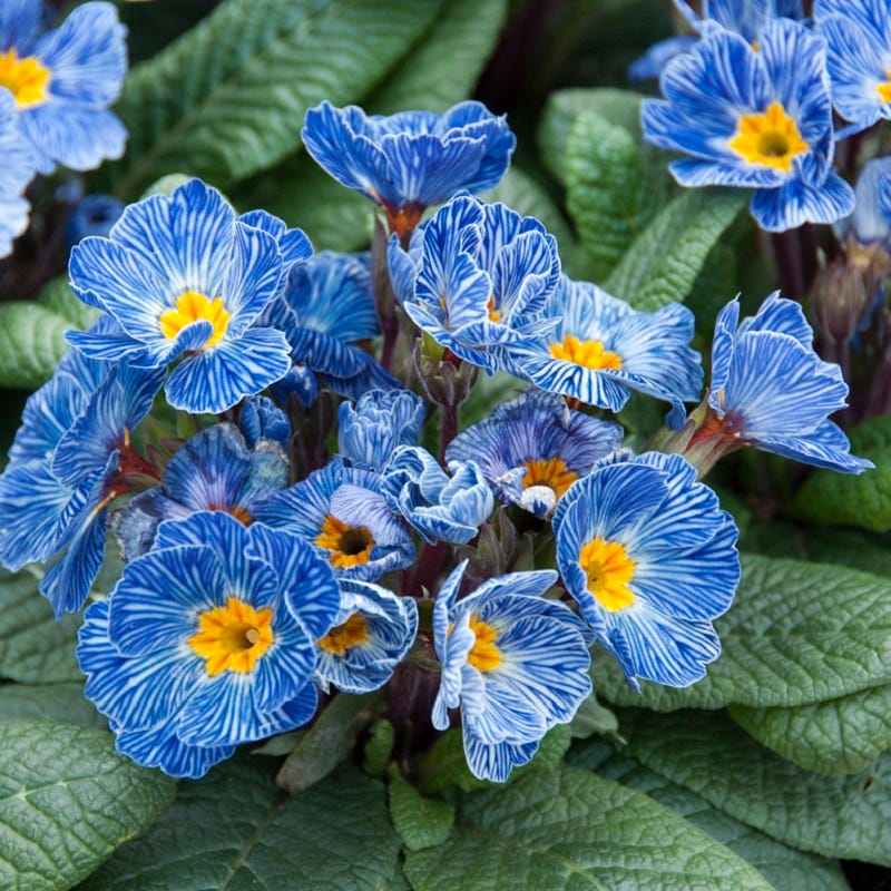 Primrose Plants | Early Spring Color for Shade & Sun