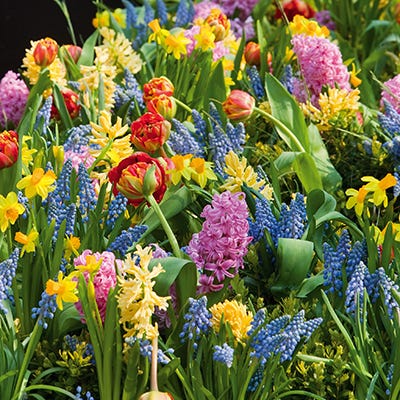 Flower Bulbs | Spring & Fall Planting Bulbs
