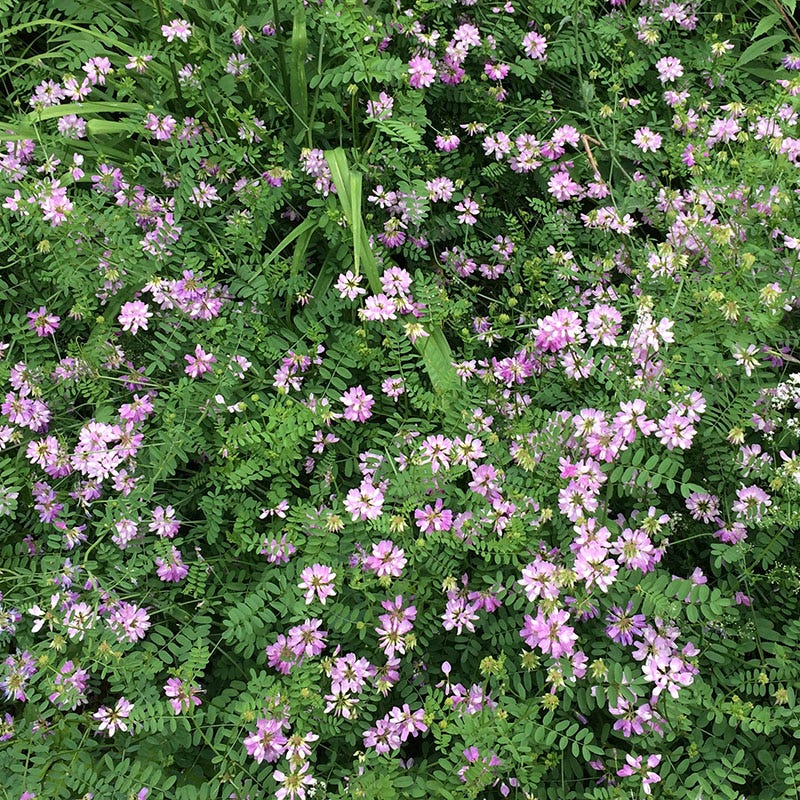 Vetch Seeds | Improve Soil & Prevent Erosion