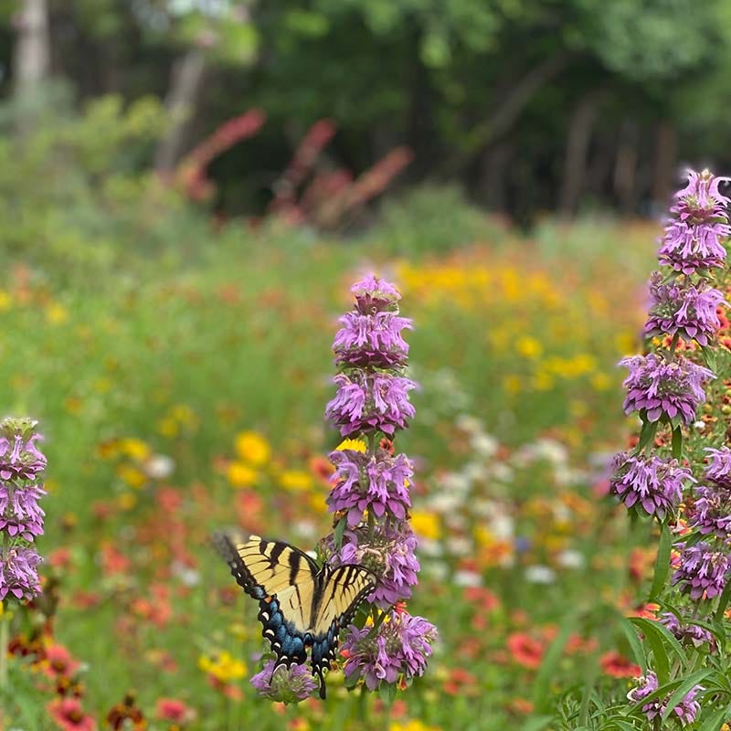 Native Wildflowers For Your Region |Shop Over 100 Varieties & Mixes