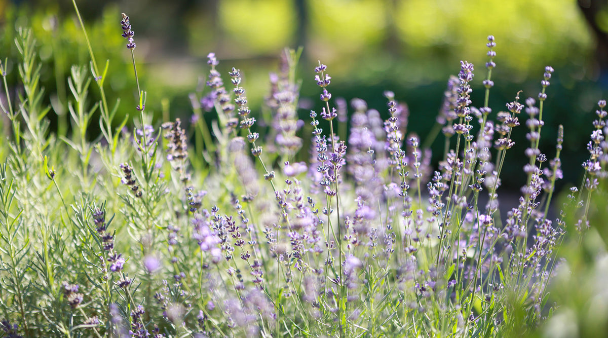 How To Grow Lavender | American Meadows