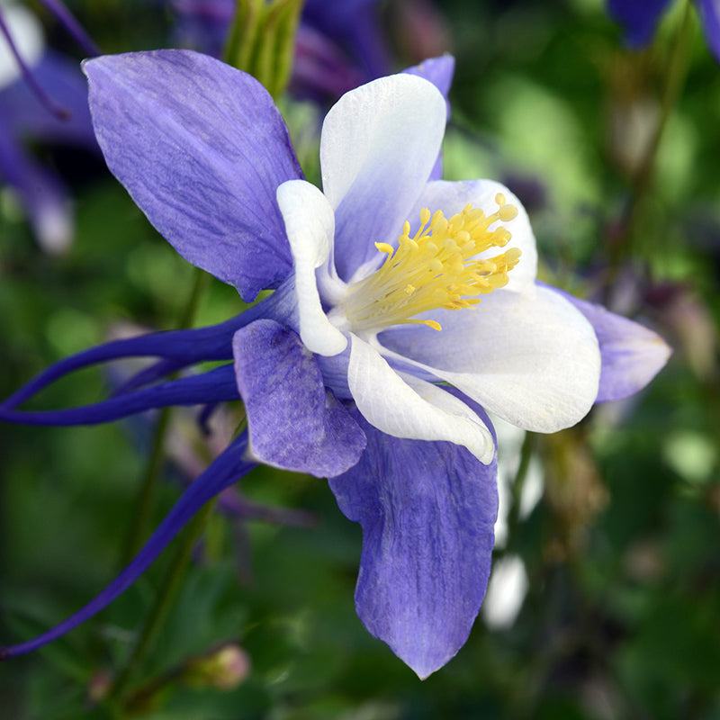 Earlybird™ Blue White Columbine | Spring Blooms for Small Gardens