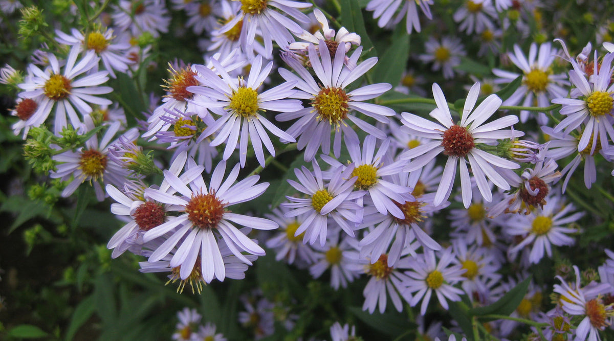 Learn All About Aster | American Meadows