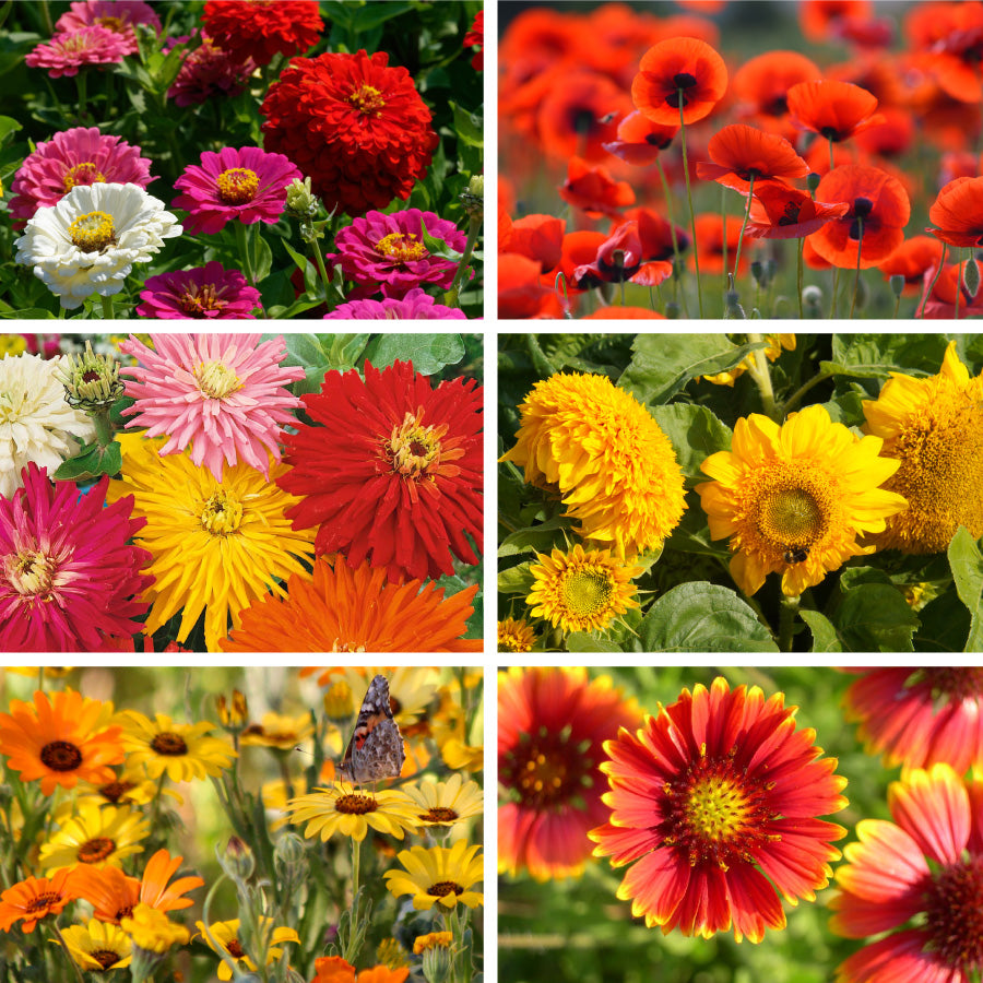 Bloom Boom Wildflower Seed Mix