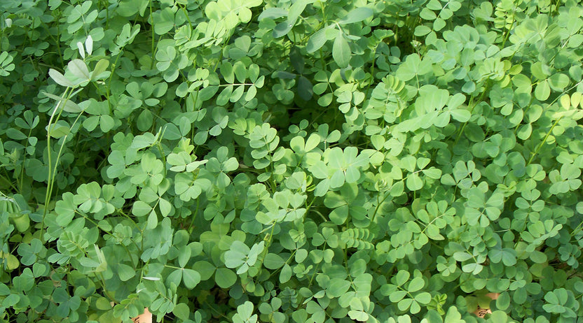 Plant Vetch as a Cover Crop | American Meadows