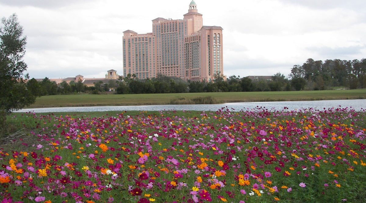 Winter wildflower blooms in Orlando, Florida