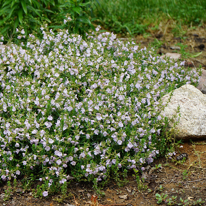Cumberland Rosemary | Native Evergreen With Fragrance