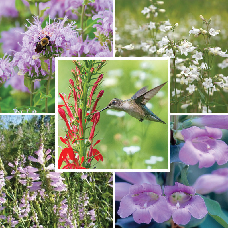 Hummingbird Essentials Native Seed Packet Set | Attract Pollinators
