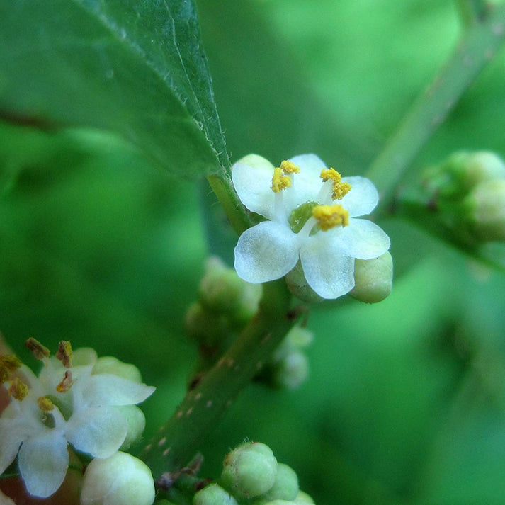 Apollo Winterberry | Tall Pollinator-Friendly Shrub