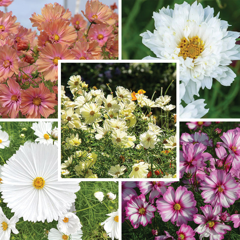 Pretty Petal Cosmos Seed Packet Set | Pastel Charm for Gardens
