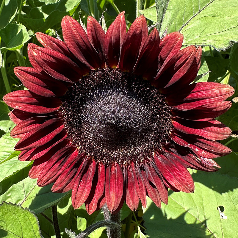 ProCut® Red Sunflower Seeds | Grow Bold, Deep-Red Sunflowers