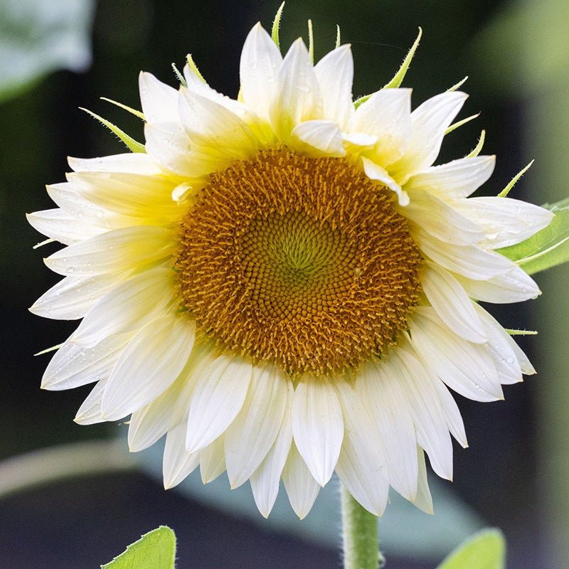 ProCut® White Lite Sunflower Seeds | Grow Elegant Creamy Blooms