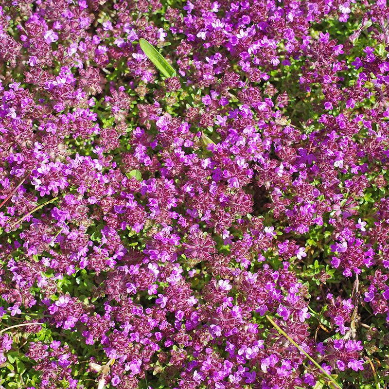 Purple Carpet Creeping Thyme