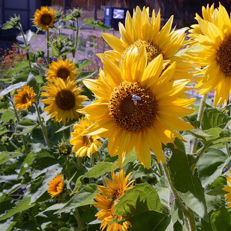 Santa Lucia Sunflower Seeds | Grow Classic Golden Sunflowers