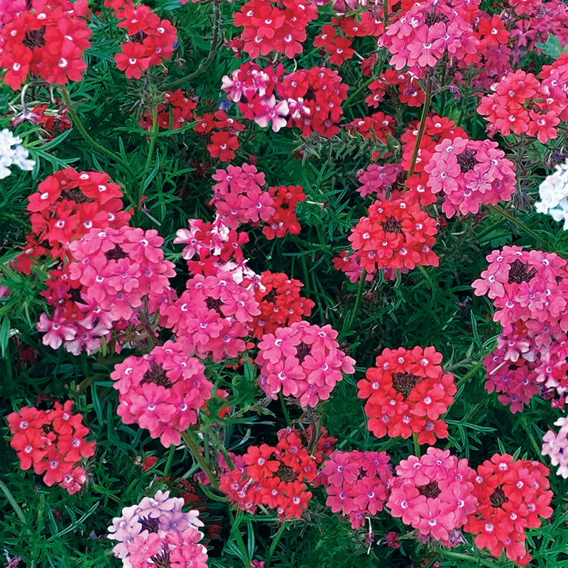 Sweetheart Kisses Moss Verbena Seeds