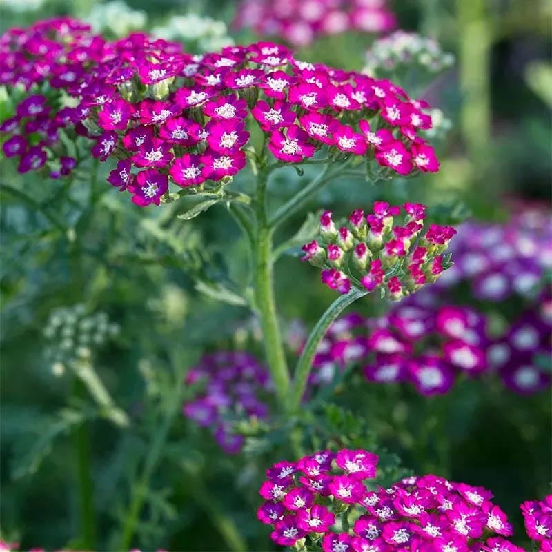Spicy Summer Sun Low-Grow Plant Collection | American Meadows