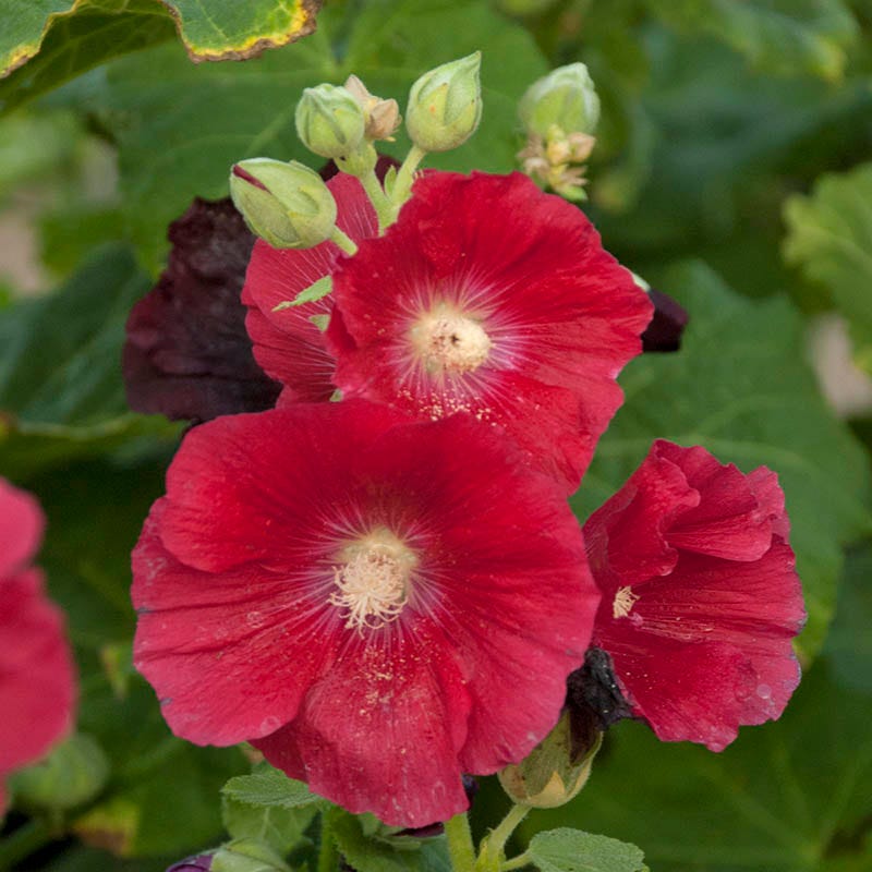 Mars Magic Single Hollyhock, Alcea | American Meadows