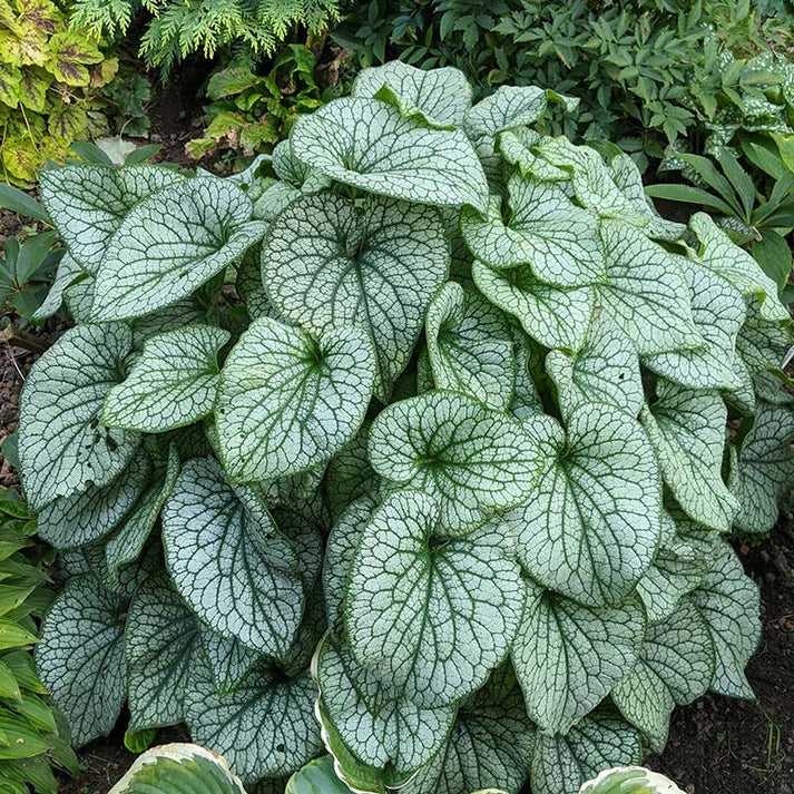 Alexander's Great Brunnera | American Meadows