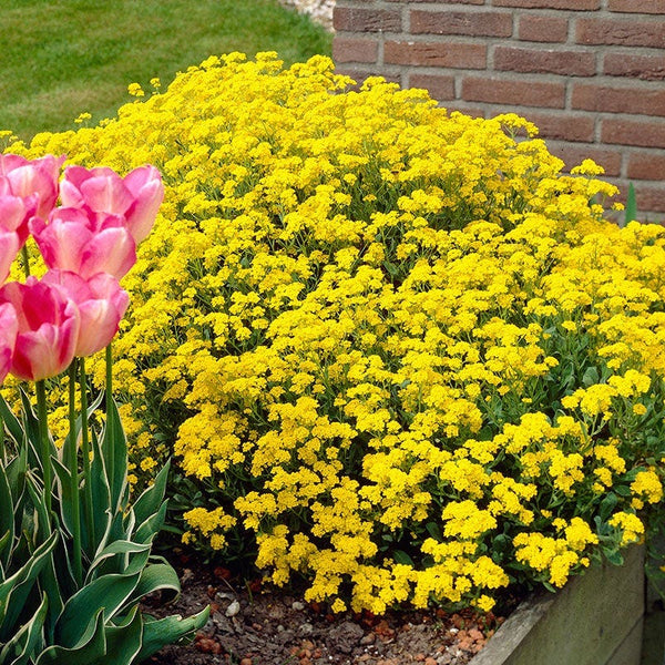 Golden Spring Alyssum | American Meadows