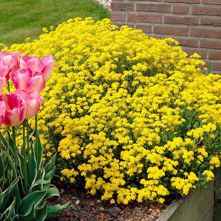 Golden Spring Alyssum | American Meadows