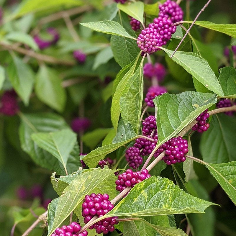 American Beautyberry, Callicarpa americana | American Meadows