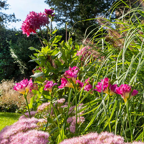 Prairie Smoke Seed Packet, Geum triflorum | American Meadows