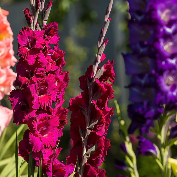 Giant Swallowtail Seed Packet Collection | American Meadows