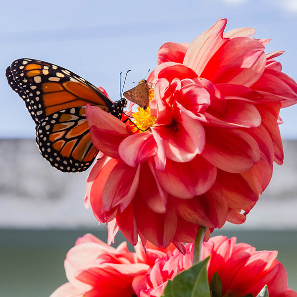 Giant Swallowtail Seed Packet Collection | American Meadows