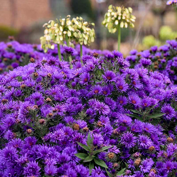 Grape Crush New England Aster | Fall Color With Pollinator Power