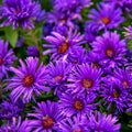 Grape Crush New England Aster | Fall Color With Pollinator Power