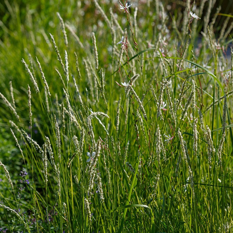 Autumn Moor Grass, Sesleria autumnalis | American Meadows
