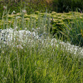 Autumn Moor Grass, Sesleria autumnalis | American Meadows