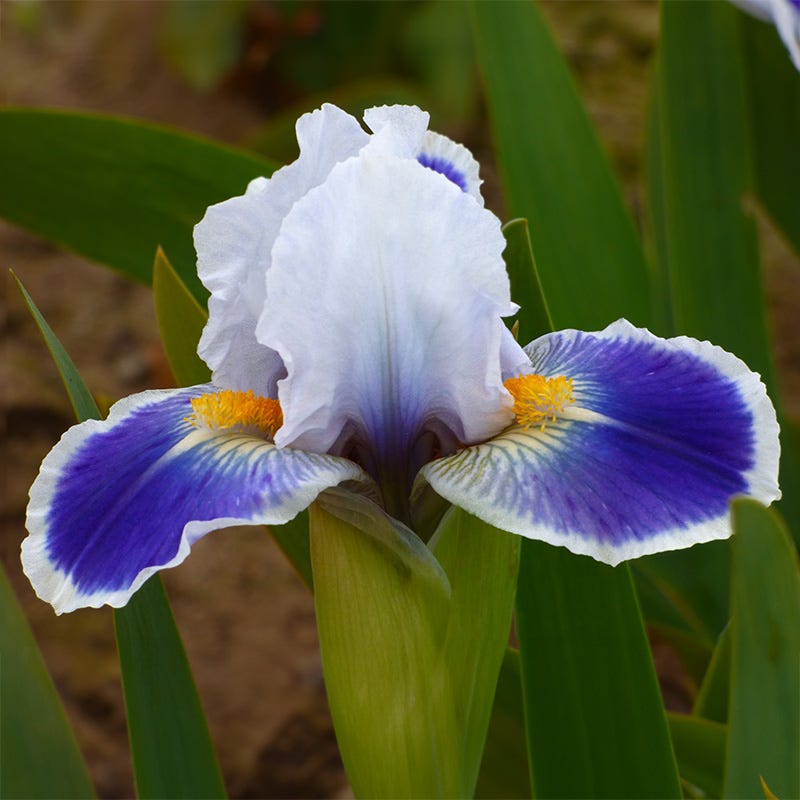 Baby Bruin Dwarf Bearded Iris, Iris pumila | American Meadows