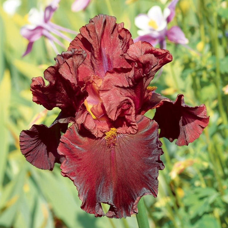 Raptor Red Bearded Iris, Iris germanica | American Meadows