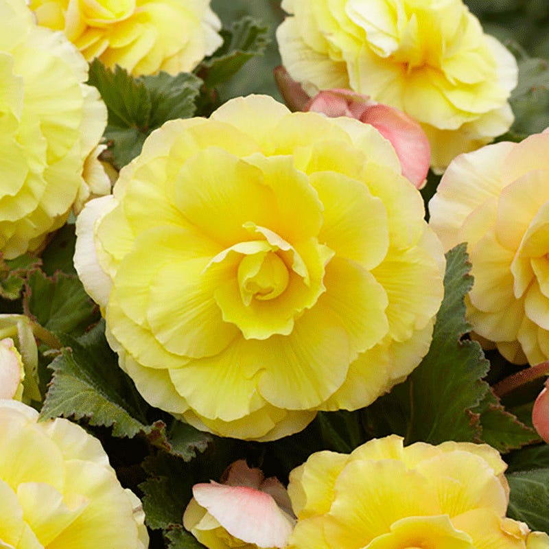 Superba Yellow Begonia | American Meadows