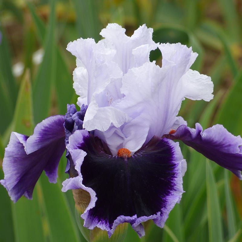 Bravery Bearded Iris, Iris germanica | American Meadows