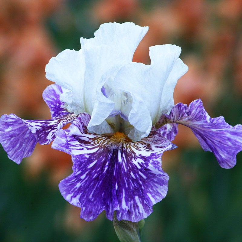 Breaking Point Reblooming Bearded Iris, Iris germanica | American Meadows