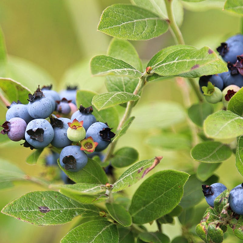 Brunswick Wild Blueberry | Edible Native Groundcover