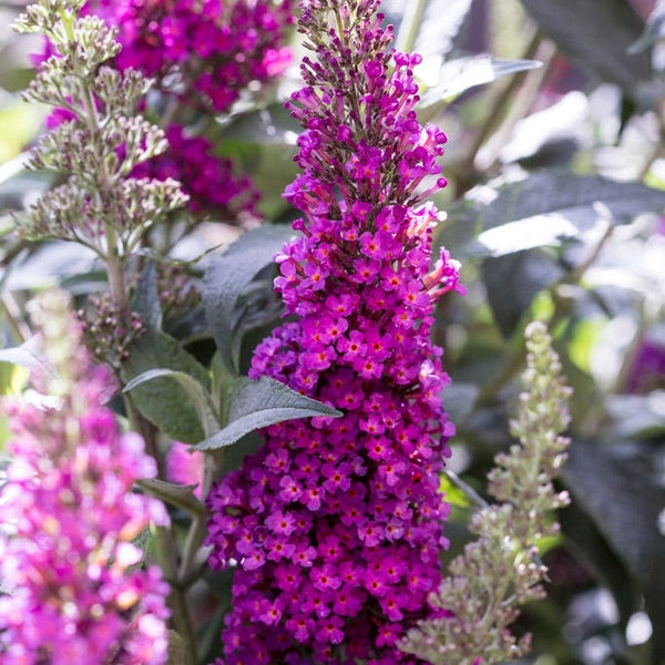 Hot Raspberry Butterfly Bush, Buddleia | American Meadows