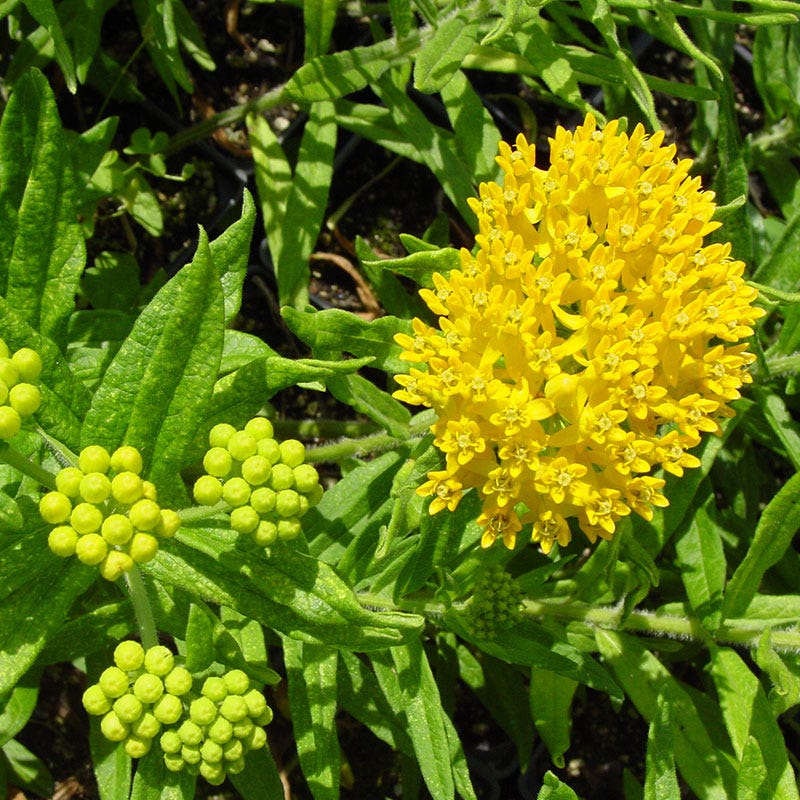 Hello Yellow Butterfly Weed, Asclepias tuberosa | American Meadows