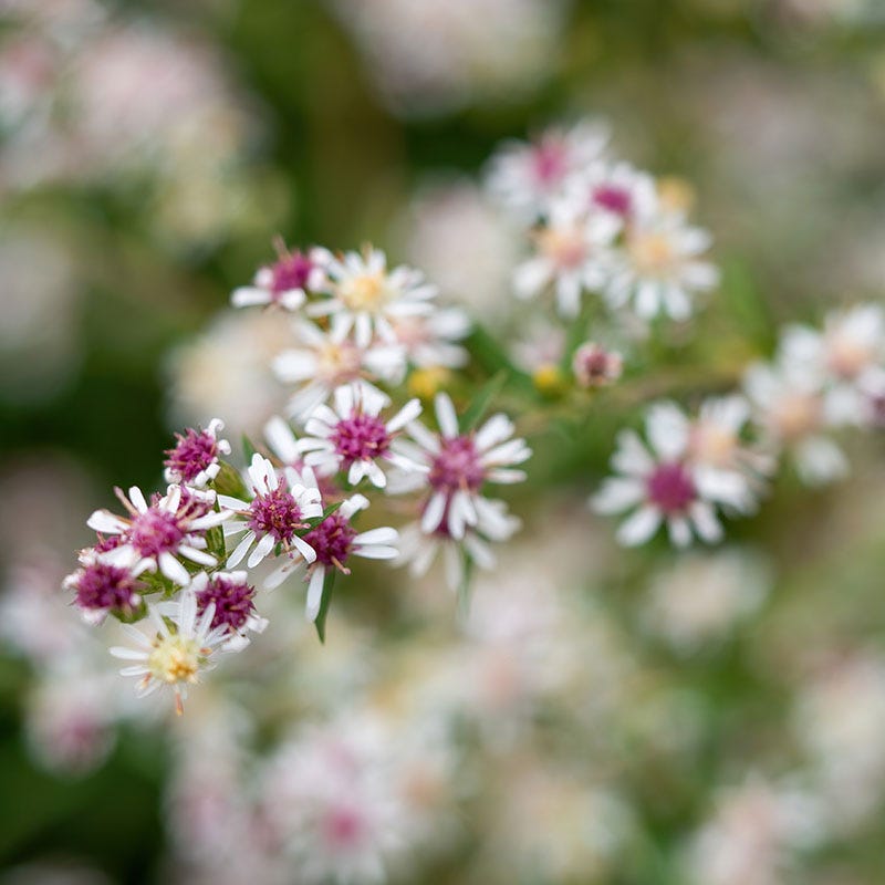 Calico Aster | Native Pollinator Magnet