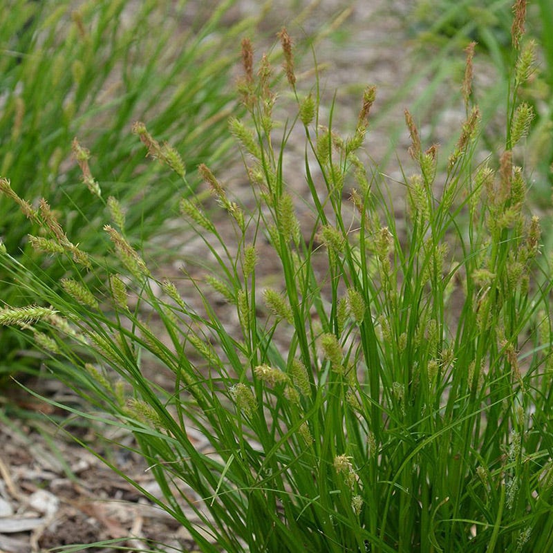 Cherokee Sedge, Carex cherokeensis | American Meadows