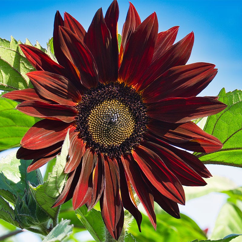 Chocolate Cherry Sunflower Seeds, Helianthus | American Meadows
